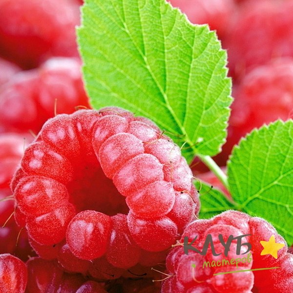 Семян малины масло нерафинированное 15 мл купить в интернет-магазине ...